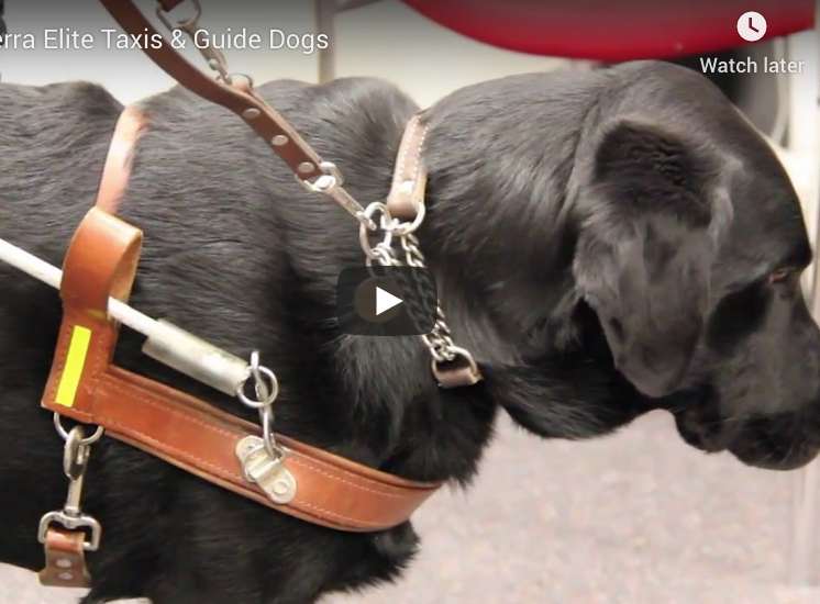 Training Video: assisting the vision impaired and understanding guide ...